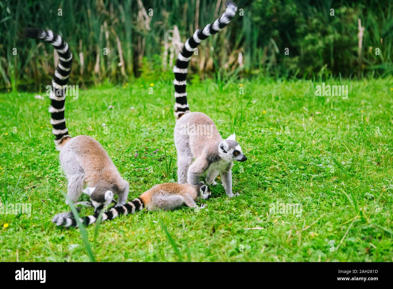 Ring-tailed Lemur family on the grass. Group of Lemur catta. Beautiful ...