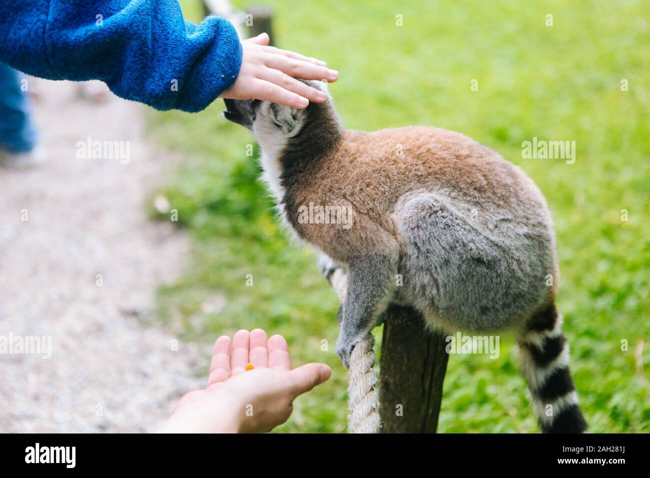 Ring-tailed Lemur eating out of a persons hand. A people is feeding the ...