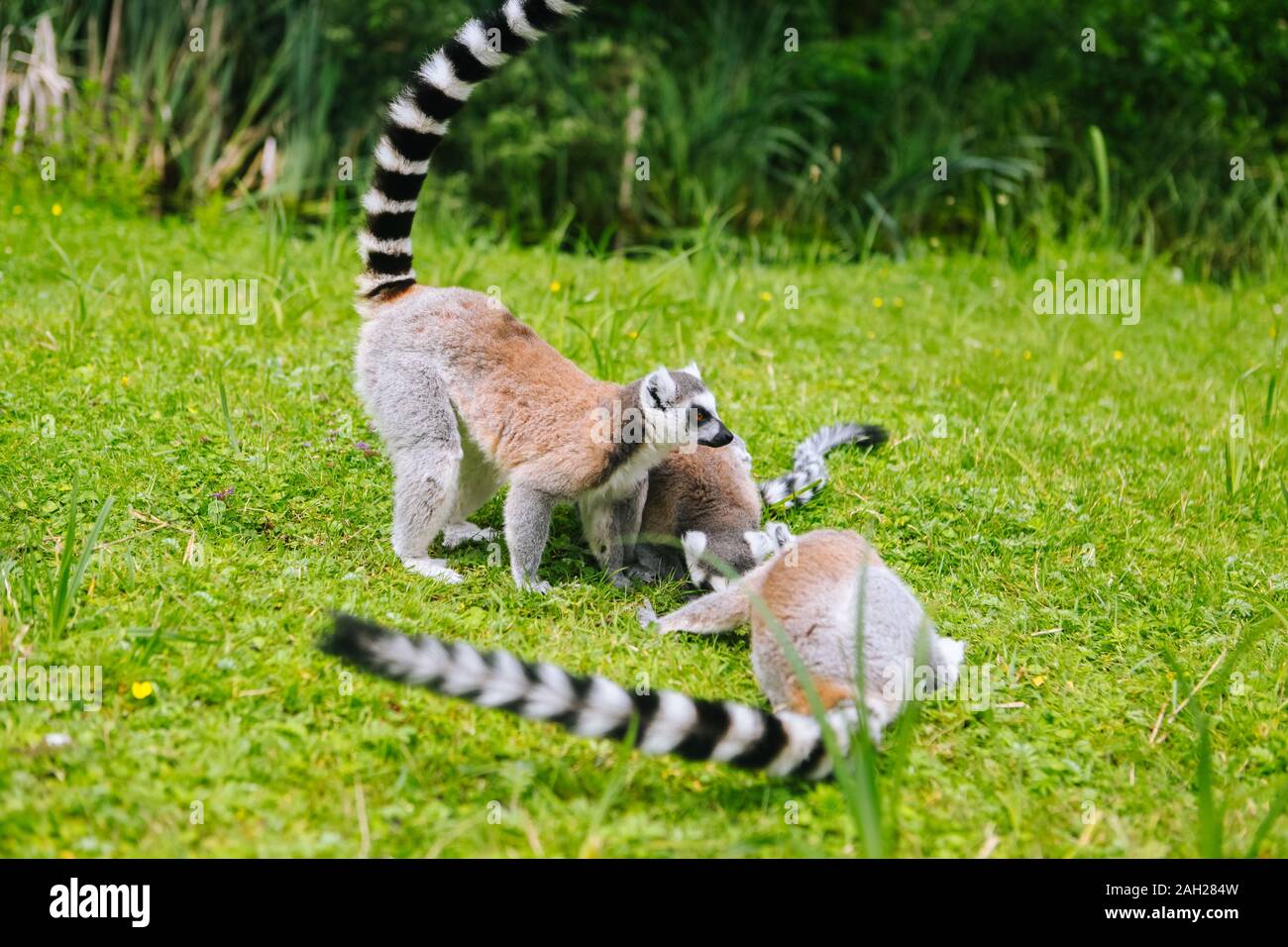 Ring-tailed Lemur family on the grass. Group of Lemur catta. Beautiful ...