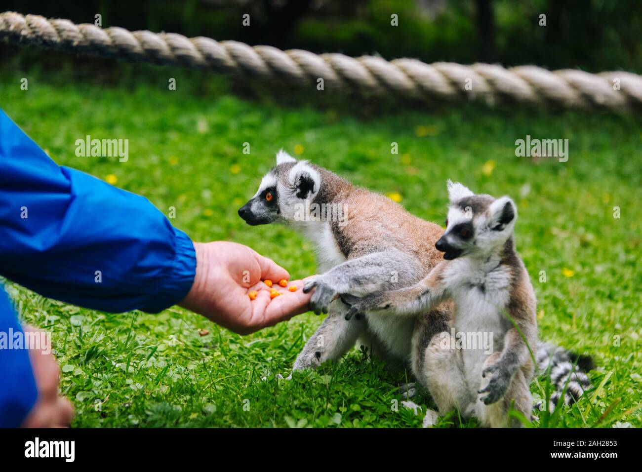 Ring-tailed Lemur eating out of a persons hand. A people is feeding the ...