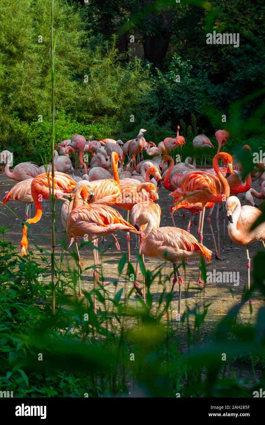 Pink flamingos close-up standing around green trees and bushes in ...