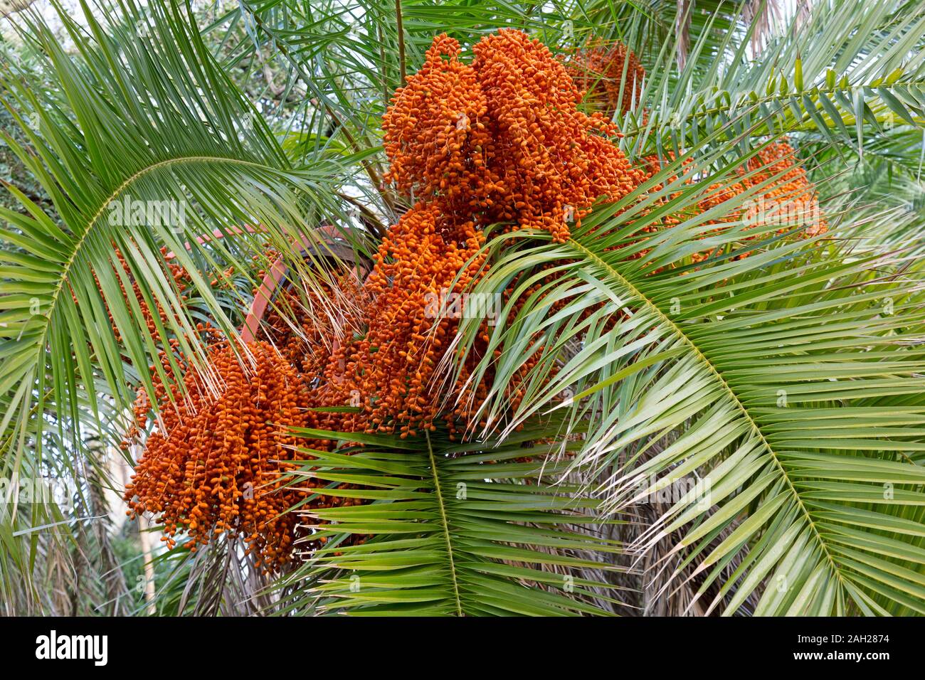 Dates growing on a date palm in the Antonio Borges Botanical Gardens in ...