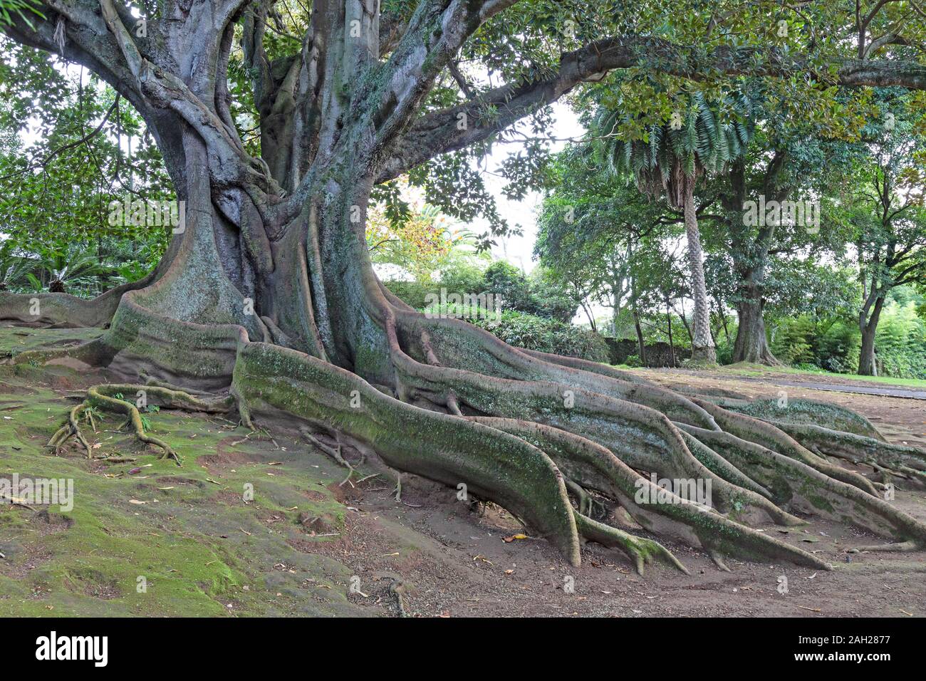 Buttress roots fig tree hi-res stock photography and images - Alamy