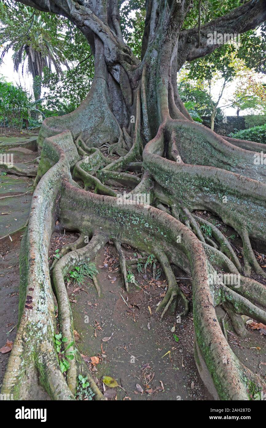 A Figneira Australiana , Ficus Macrophylla Tree, showing it buttress ...