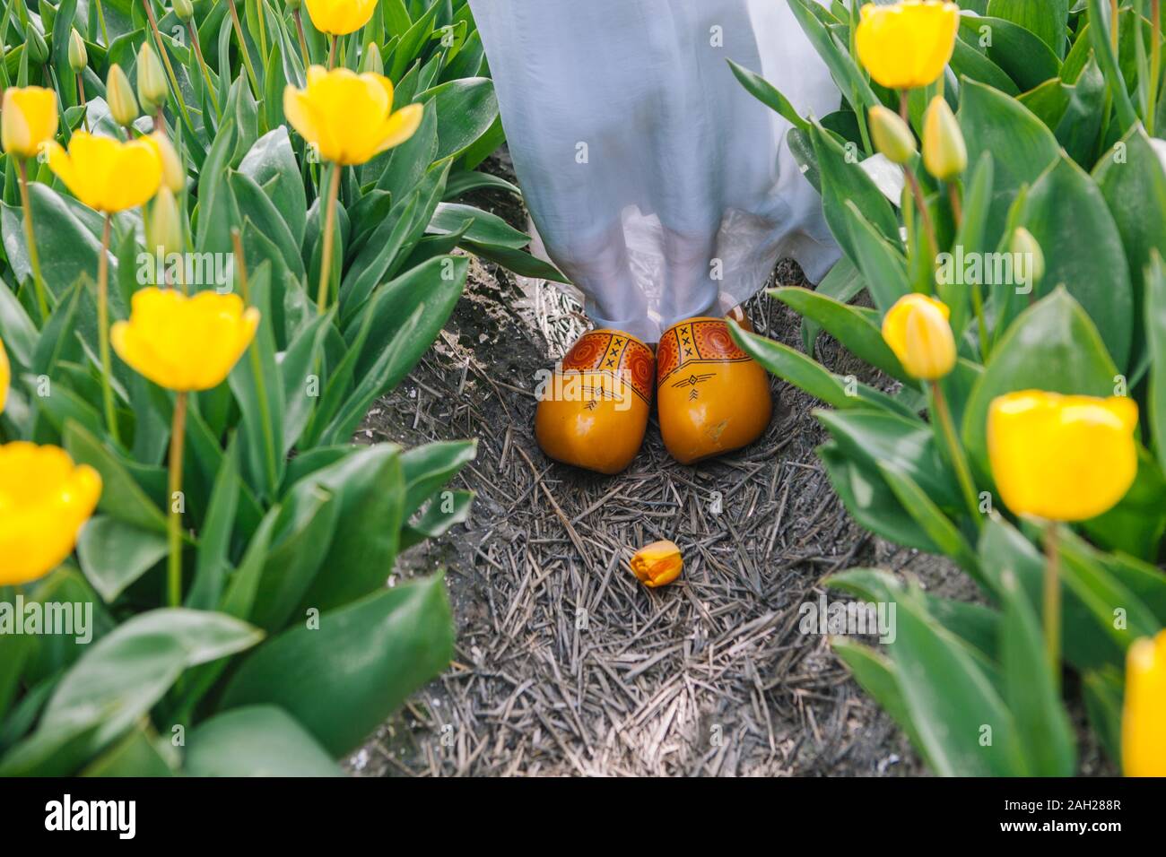 Close up typical dutch national wooden clogs . Traditional netherlands ...