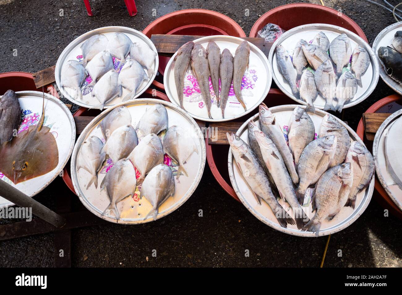 Several fish species hi-res stock photography and images - Alamy