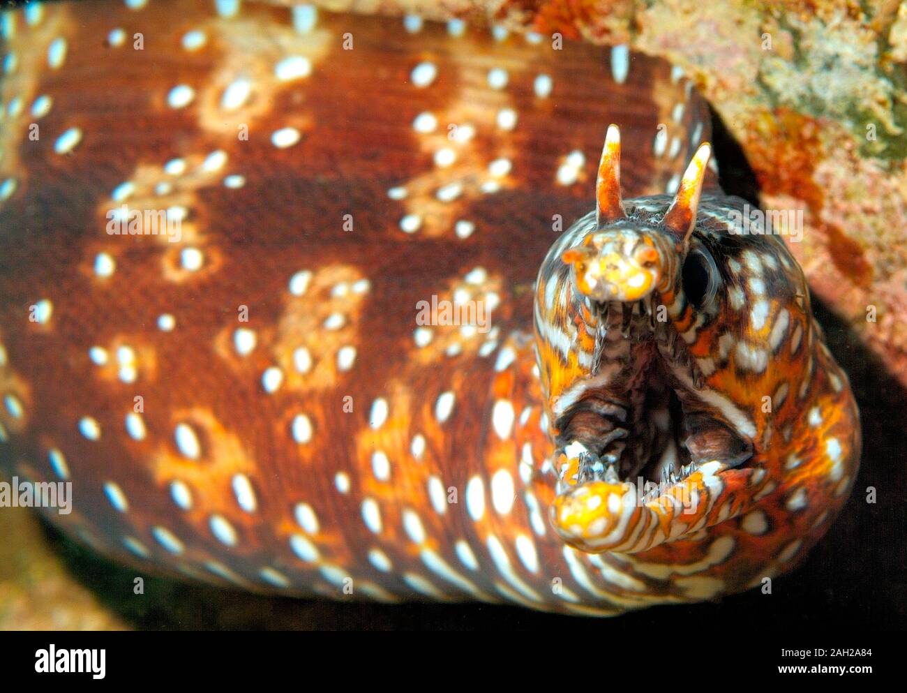 Dragon Moray Eel High Resolution Stock Photography and Images - Alamy