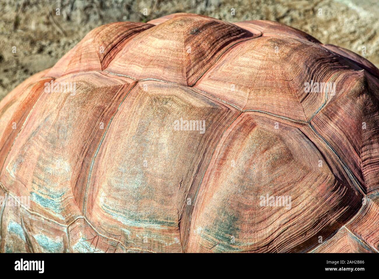 turtle shell details, african spurred Tortoise Stock Photo - Alamy