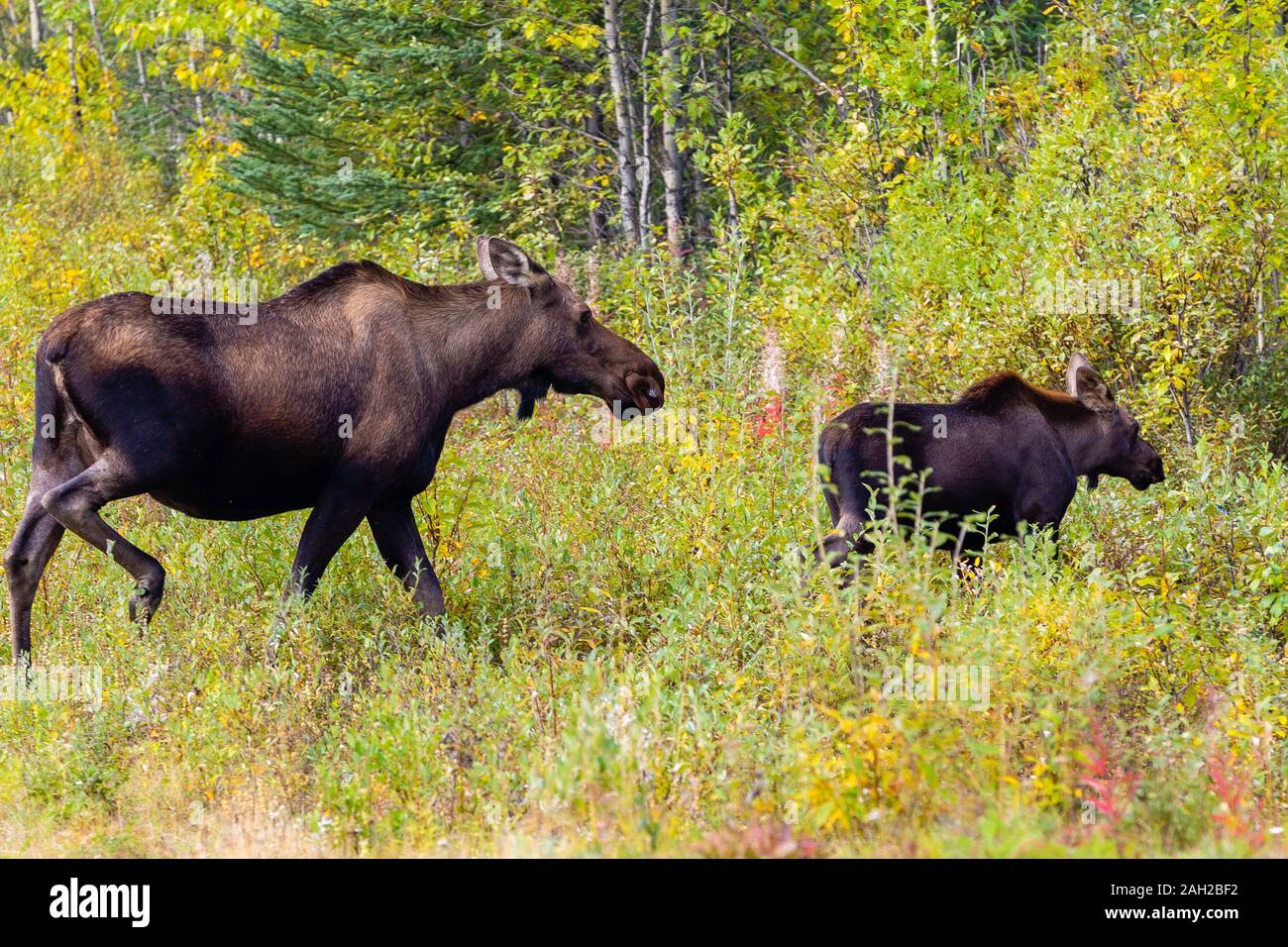 Baby moose and mom hi-res stock photography and images - Alamy