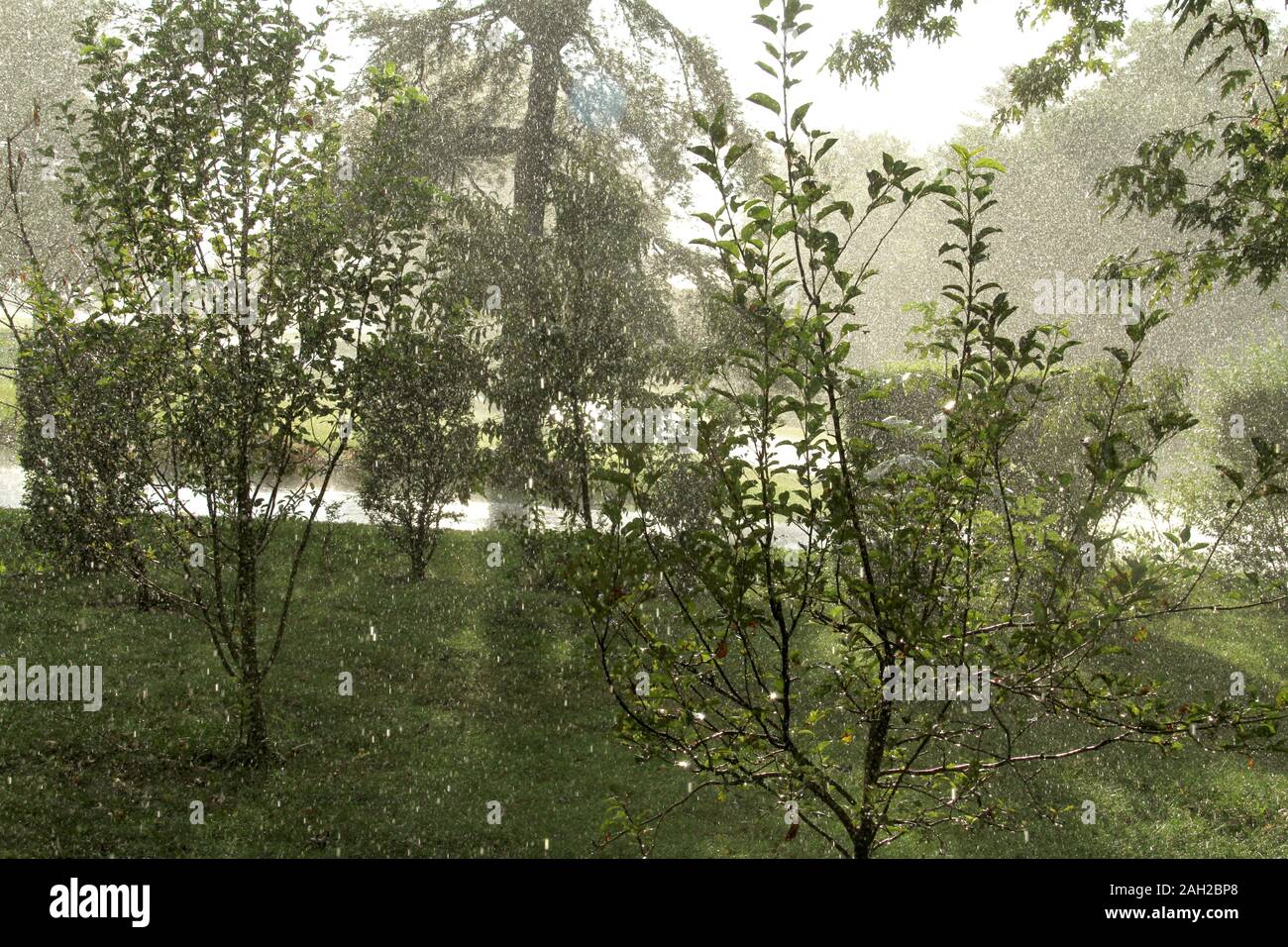 Plants in the yard during heavy summer rain. Rain and sunshine Stock ...