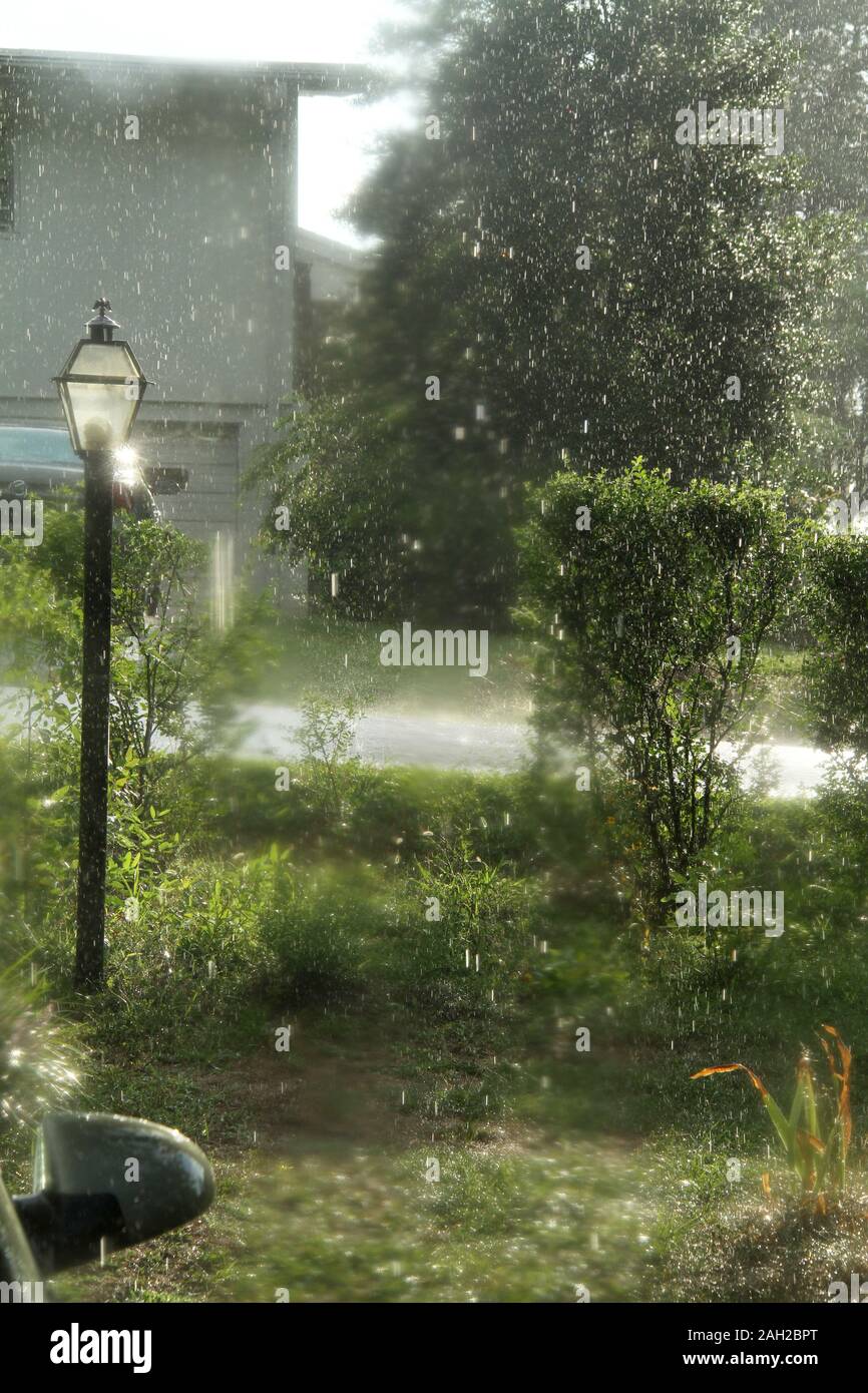 Plants in the yard during heavy summer rain. Rain and sunshine Stock ...
