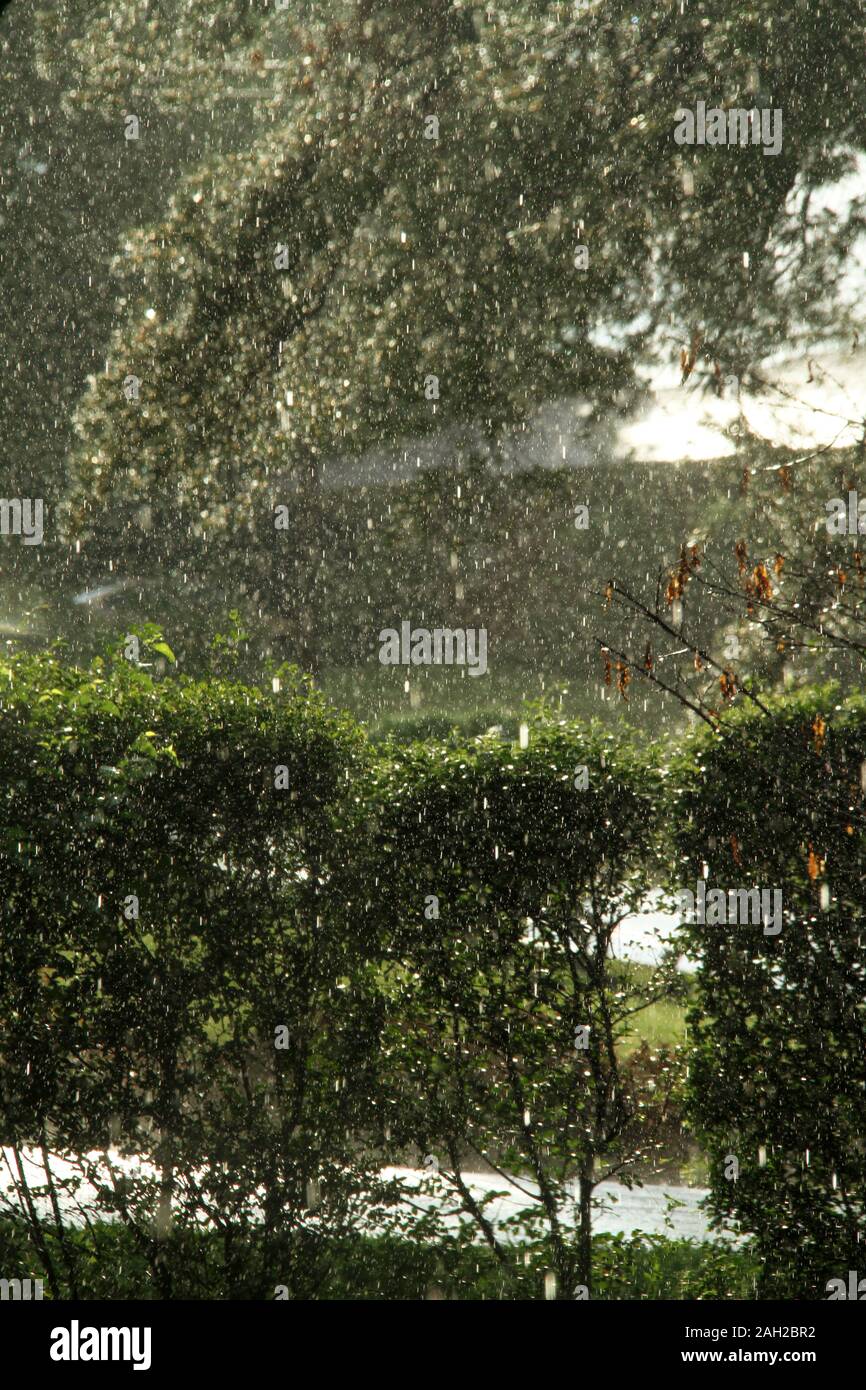 Plants in the yard during heavy summer rain. Rain and sunshine Stock ...