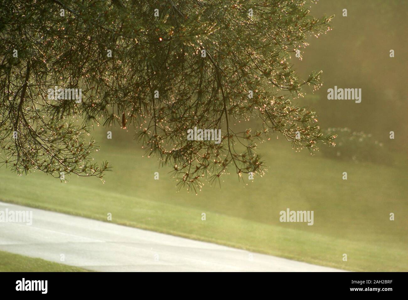 Plants in the yard during heavy summer rain. Rain and sunshine. Pine ...