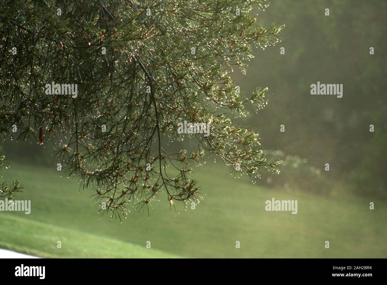 Plants in the yard during heavy summer rain. Rain and sunshine. Pine ...