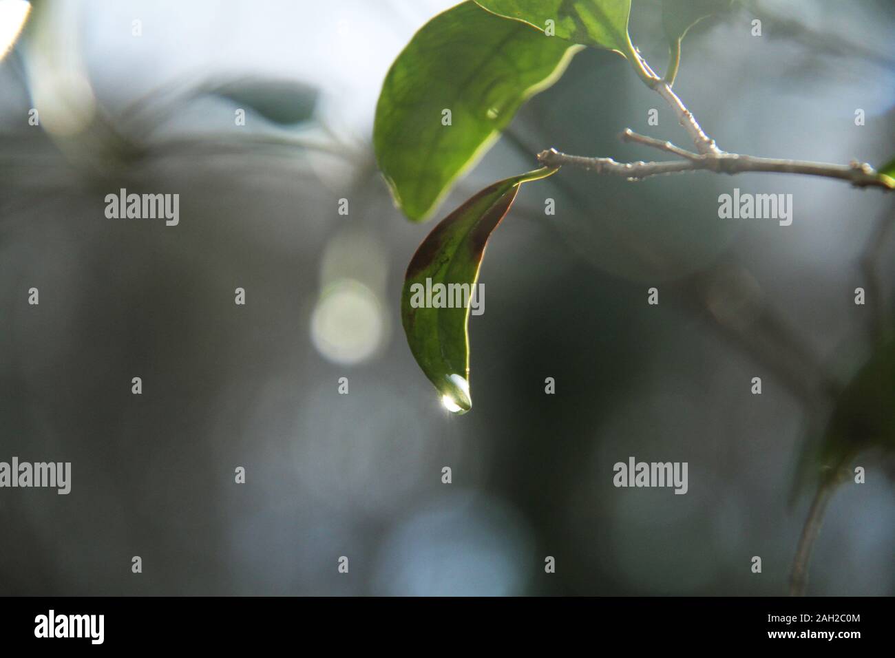 Drop hanging hi-res stock photography and images - Alamy