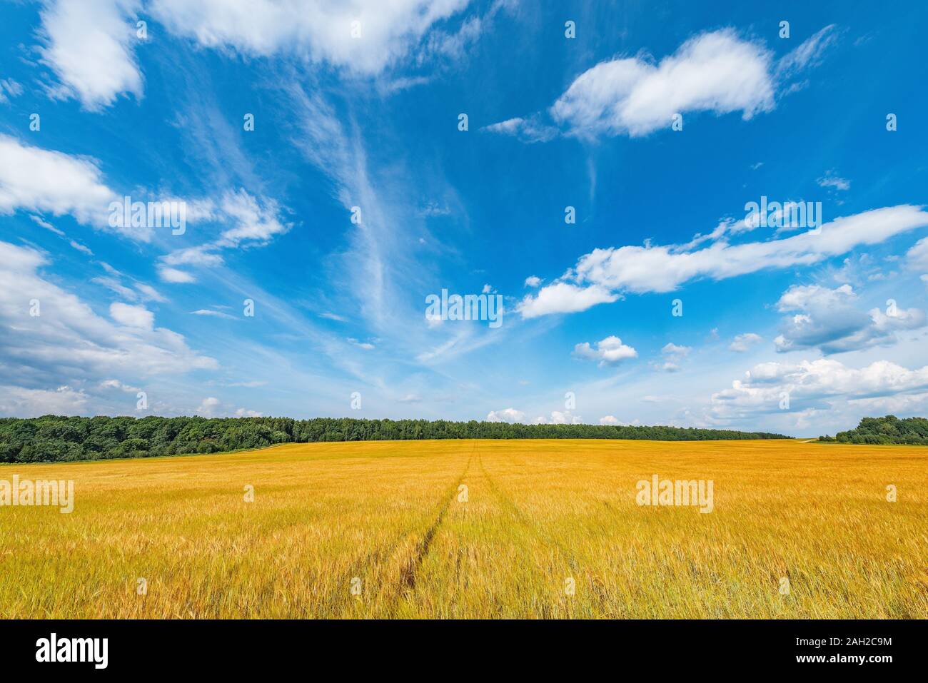 Yellow field with rye under the blue sky at day time Stock Photo - Alamy