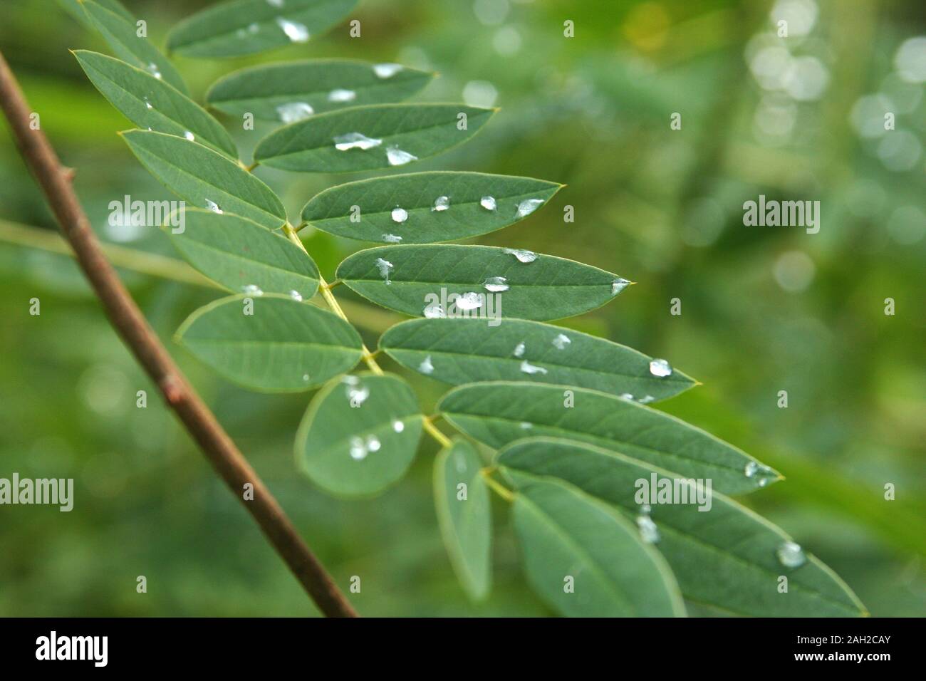Pinnatisect hi-res stock photography and images - Alamy