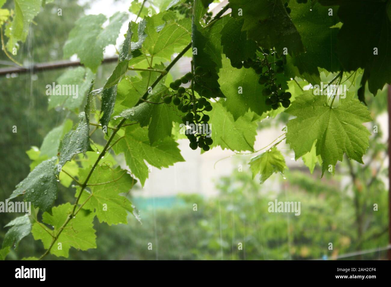 Rain falling on grapevine Stock Photo - Alamy