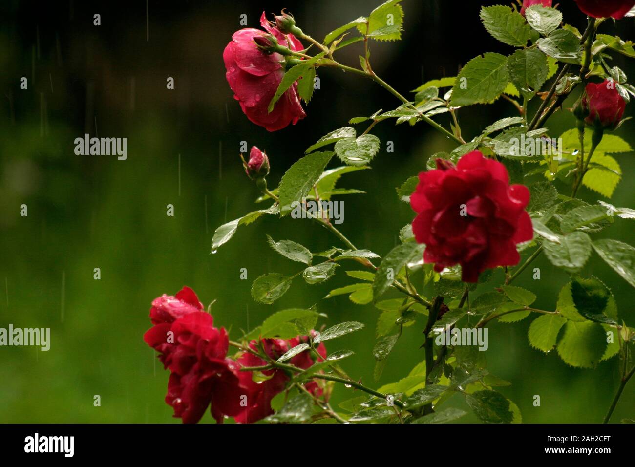 Humid rose hi-res stock photography and images - Alamy