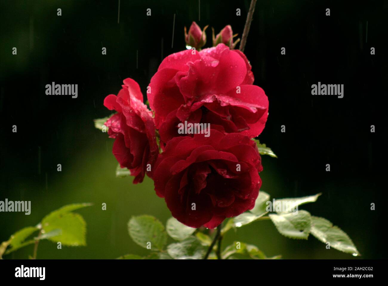 Roses in the garden during rainfall Stock Photo - Alamy
