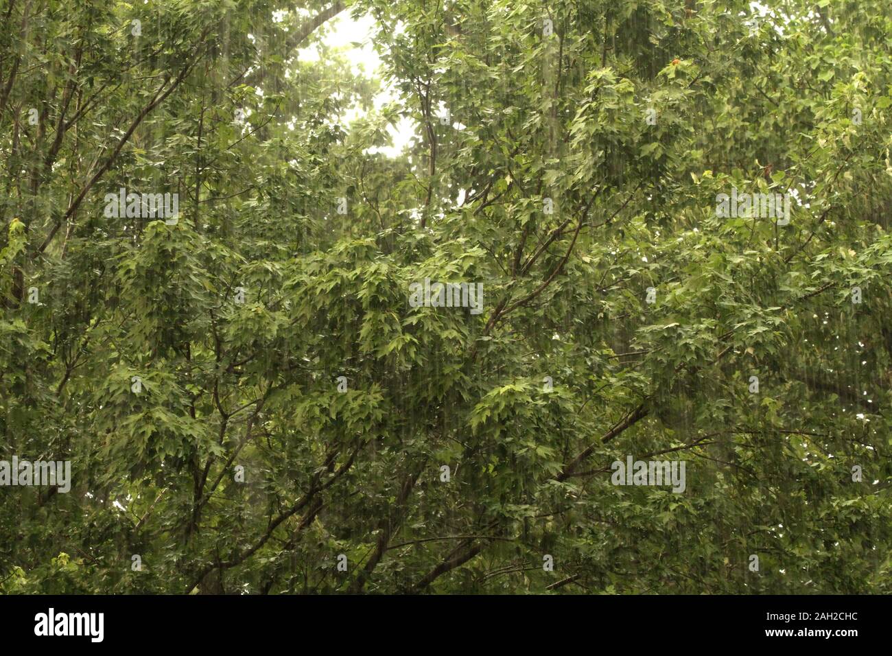 Summer precipitation hi-res stock photography and images - Alamy