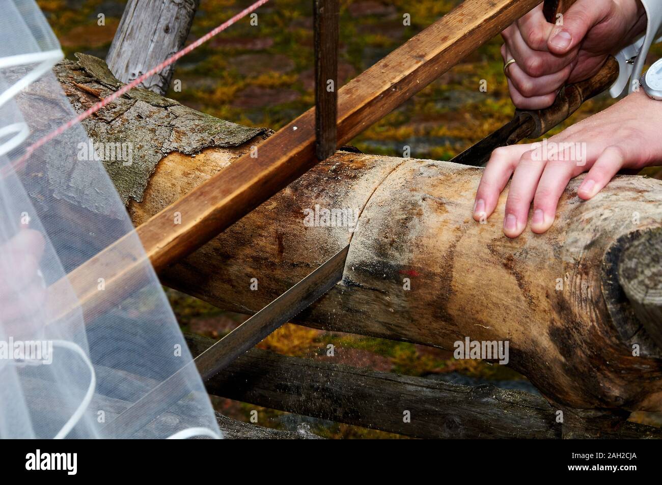 wedding game tree trunk saw Stock Photo - Alamy