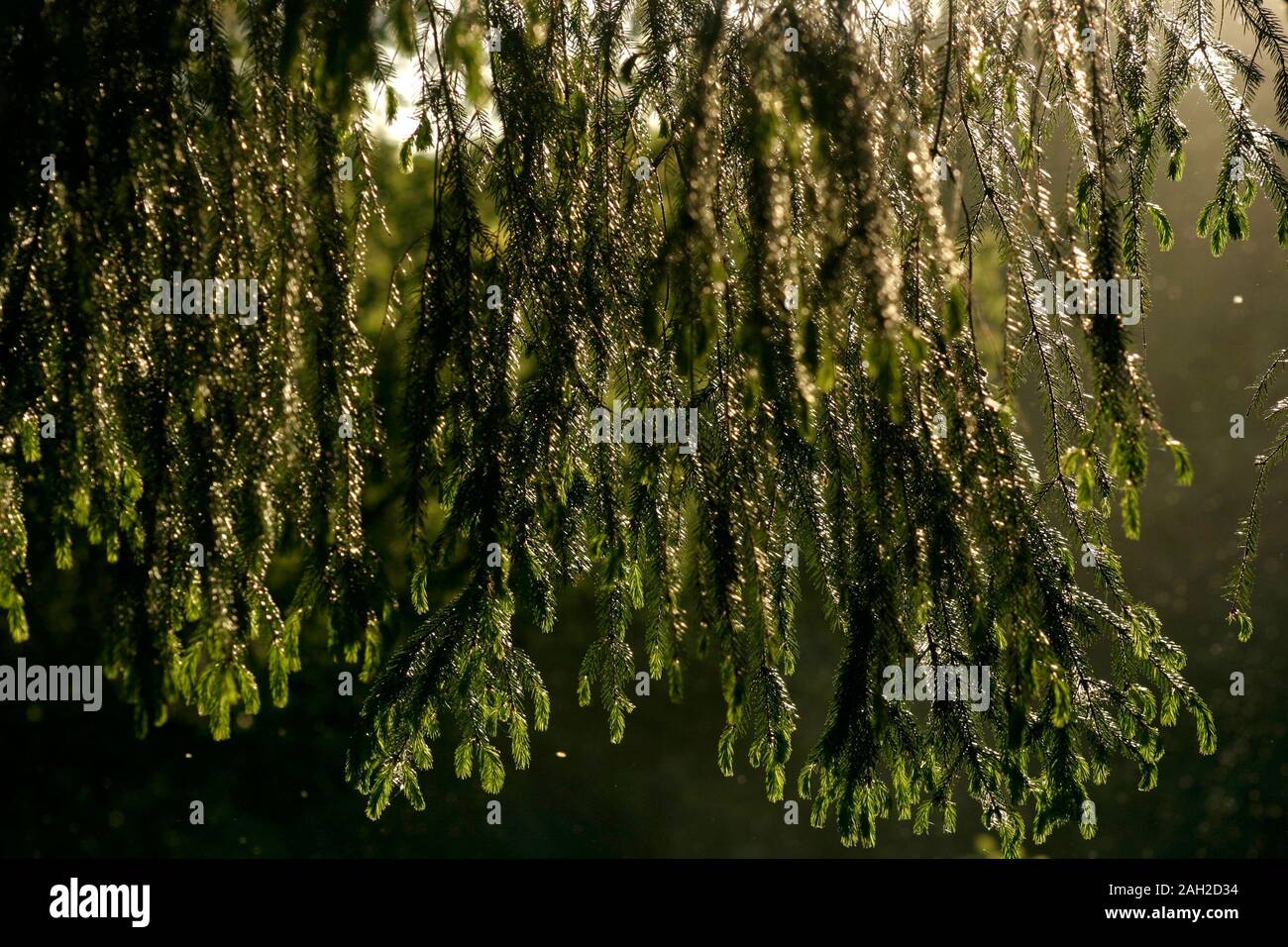 Hanging pine tree branches seen against the sun Stock Photo - Alamy