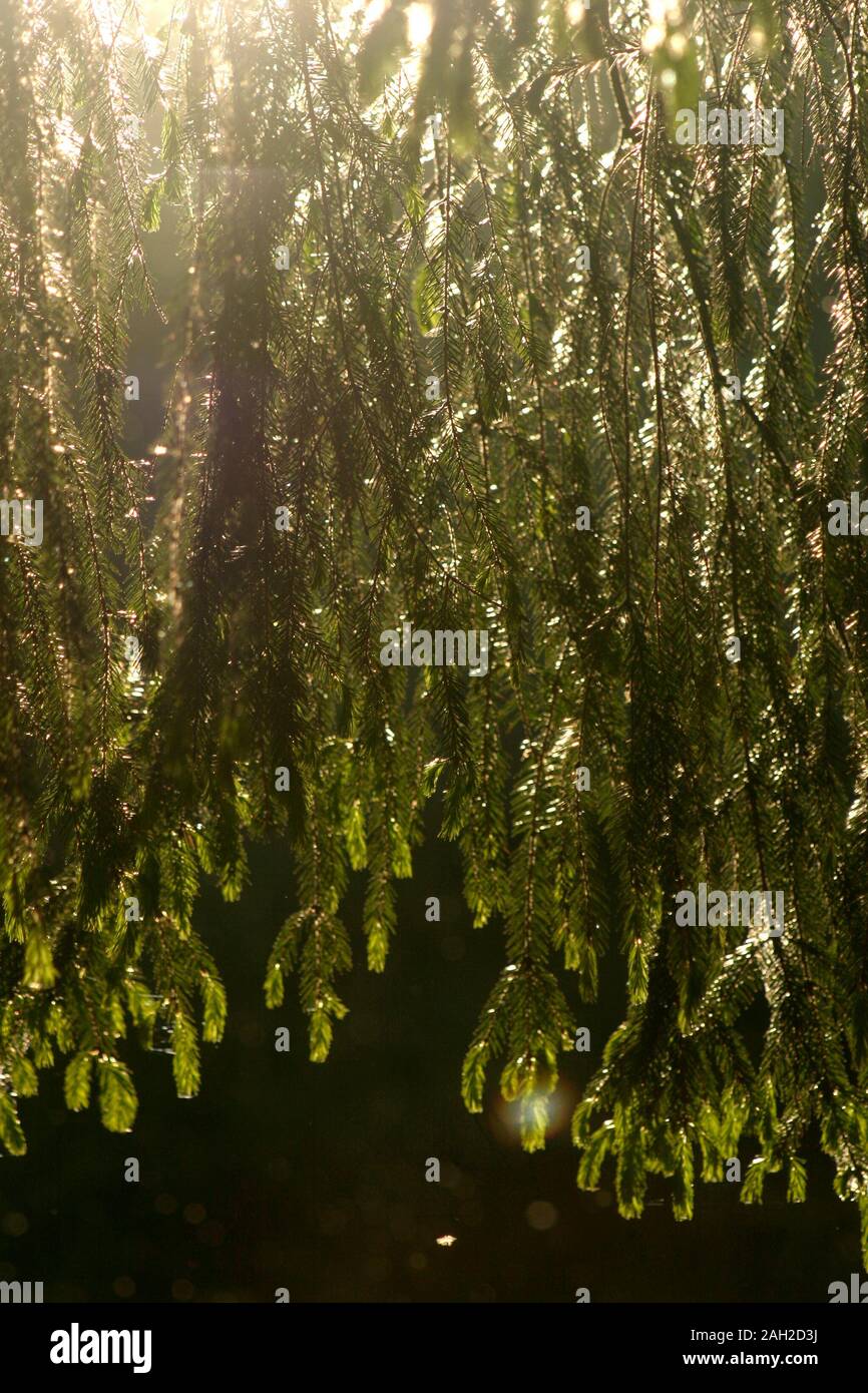 Hanging pine tree branches seen against the sun Stock Photo - Alamy