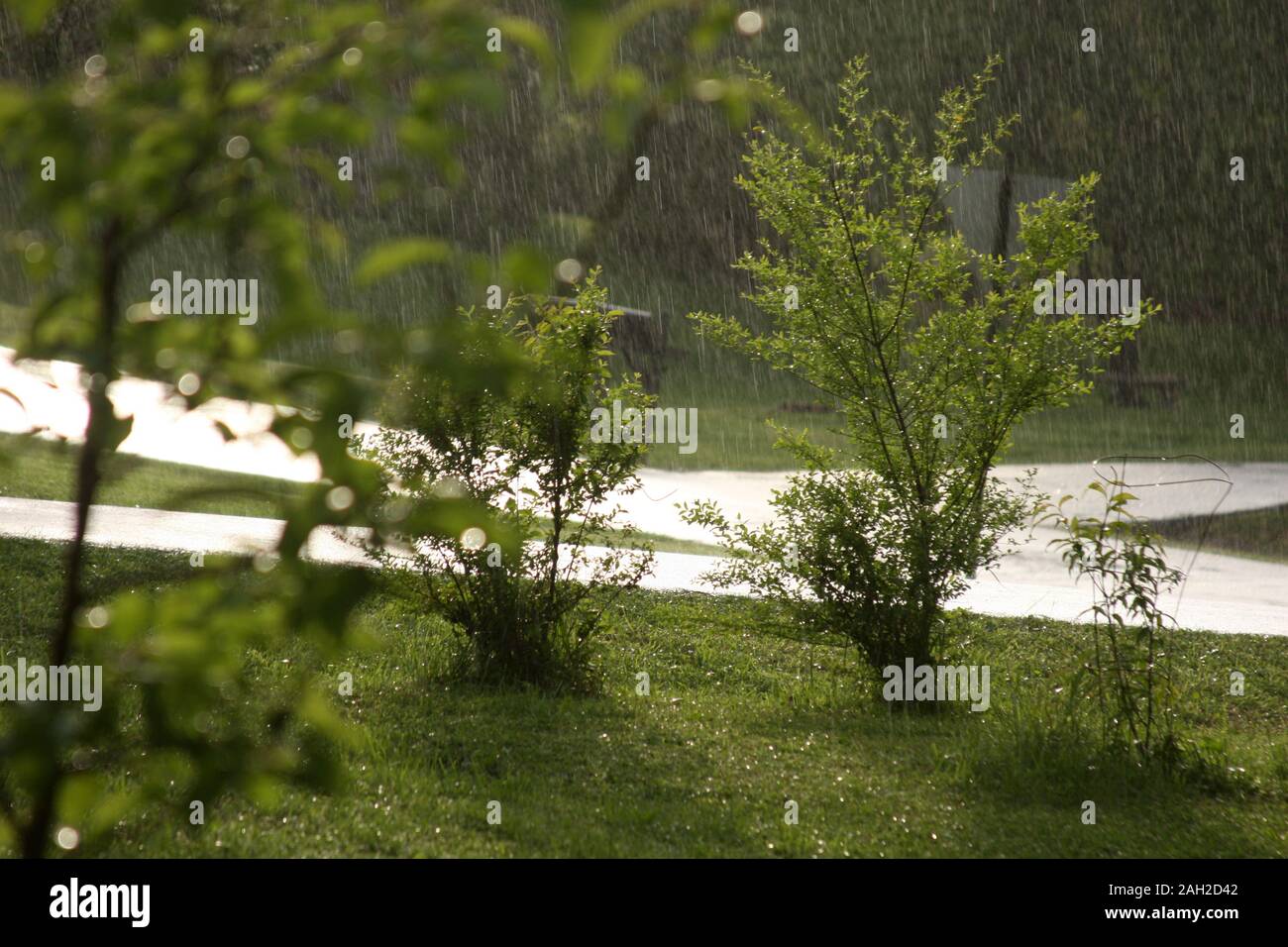 Plants in the yard during heavy summer rain. Rain and sunshine Stock ...