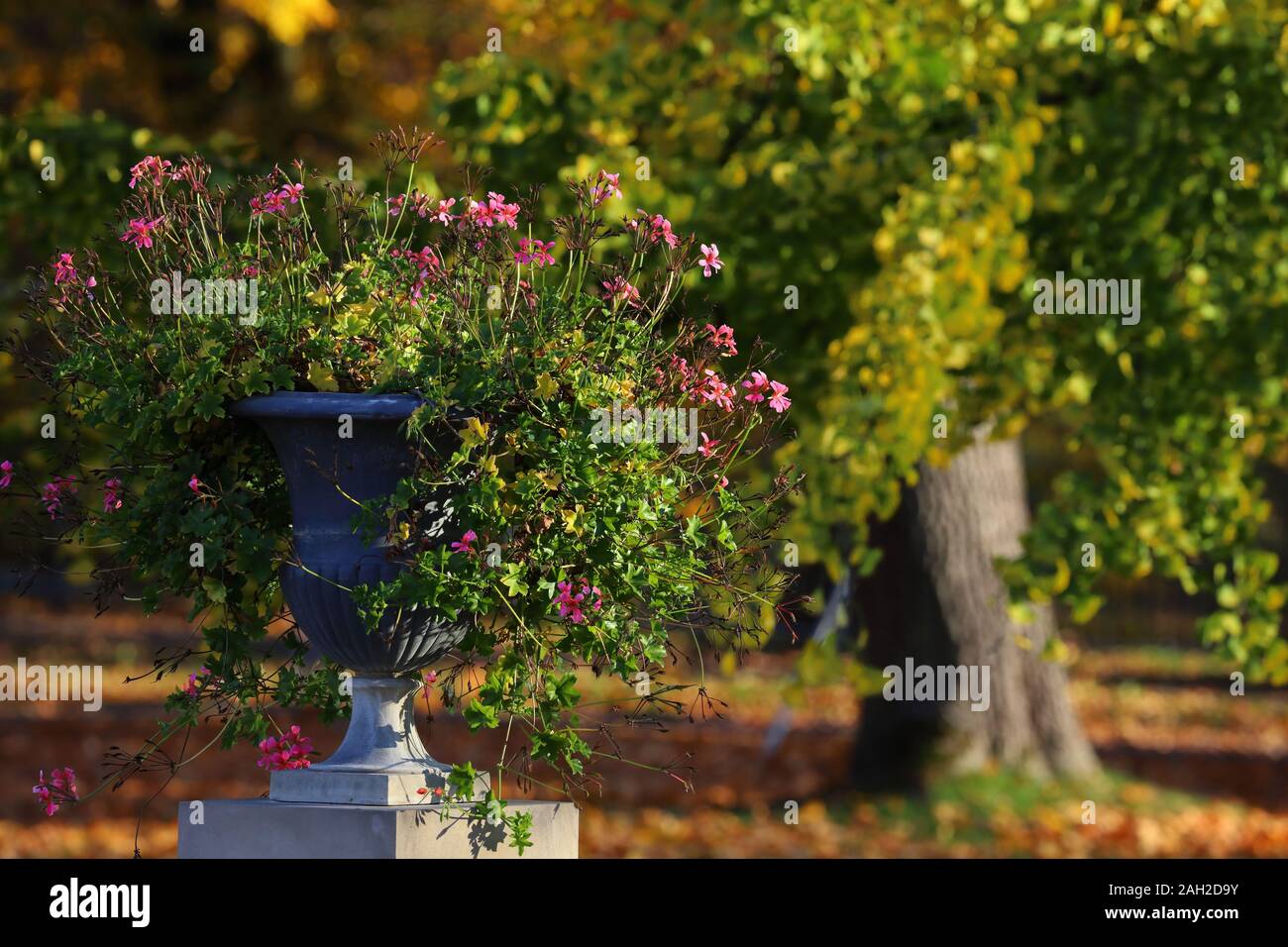Poland spring blossom tree red hi-res stock photography and images - Alamy