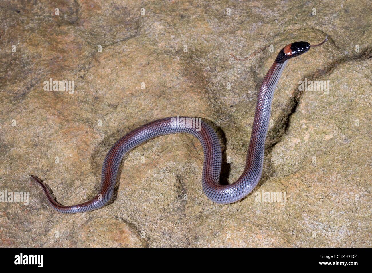 Red naped snake hi-res stock photography and images - Alamy