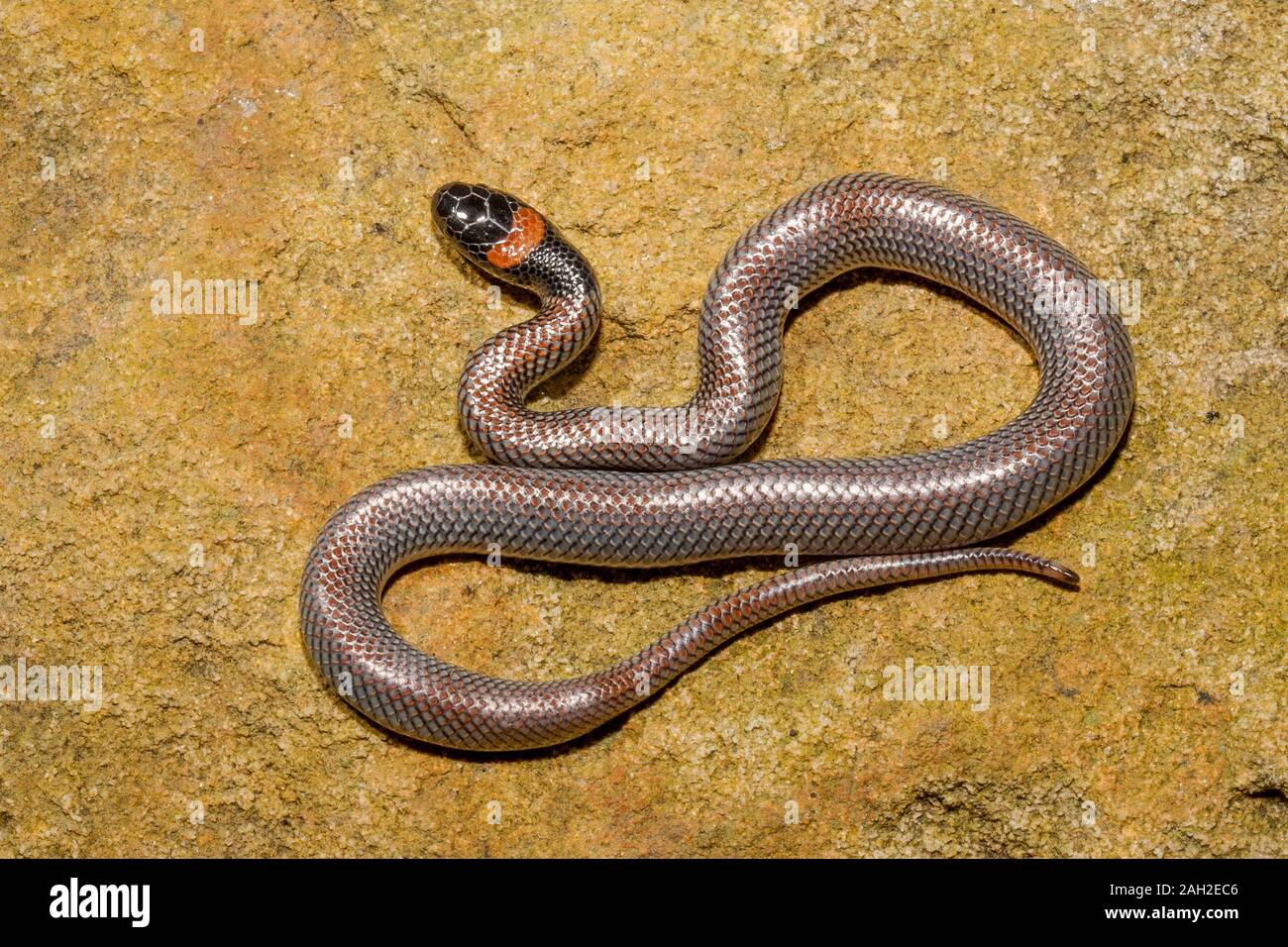 Red naped snake hi-res stock photography and images - Alamy