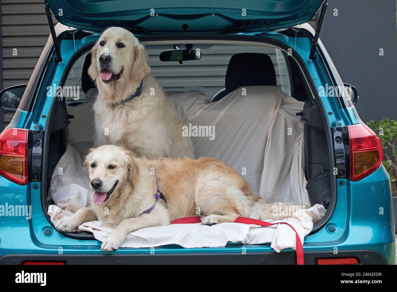 Golden dogs in car hi-res stock photography and images - Alamy