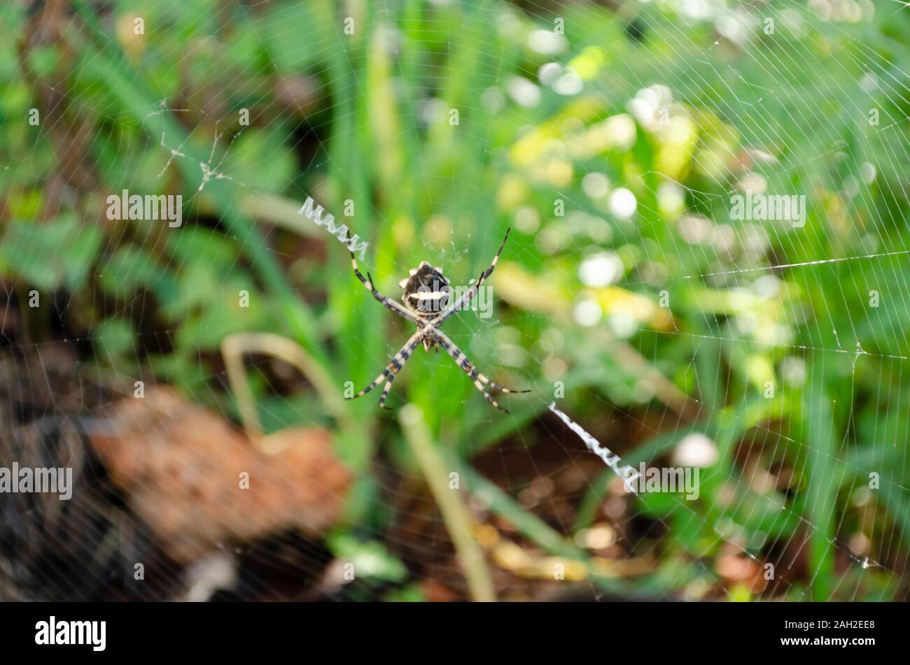 Spiders outstretched legs hi-res stock photography and images - Alamy