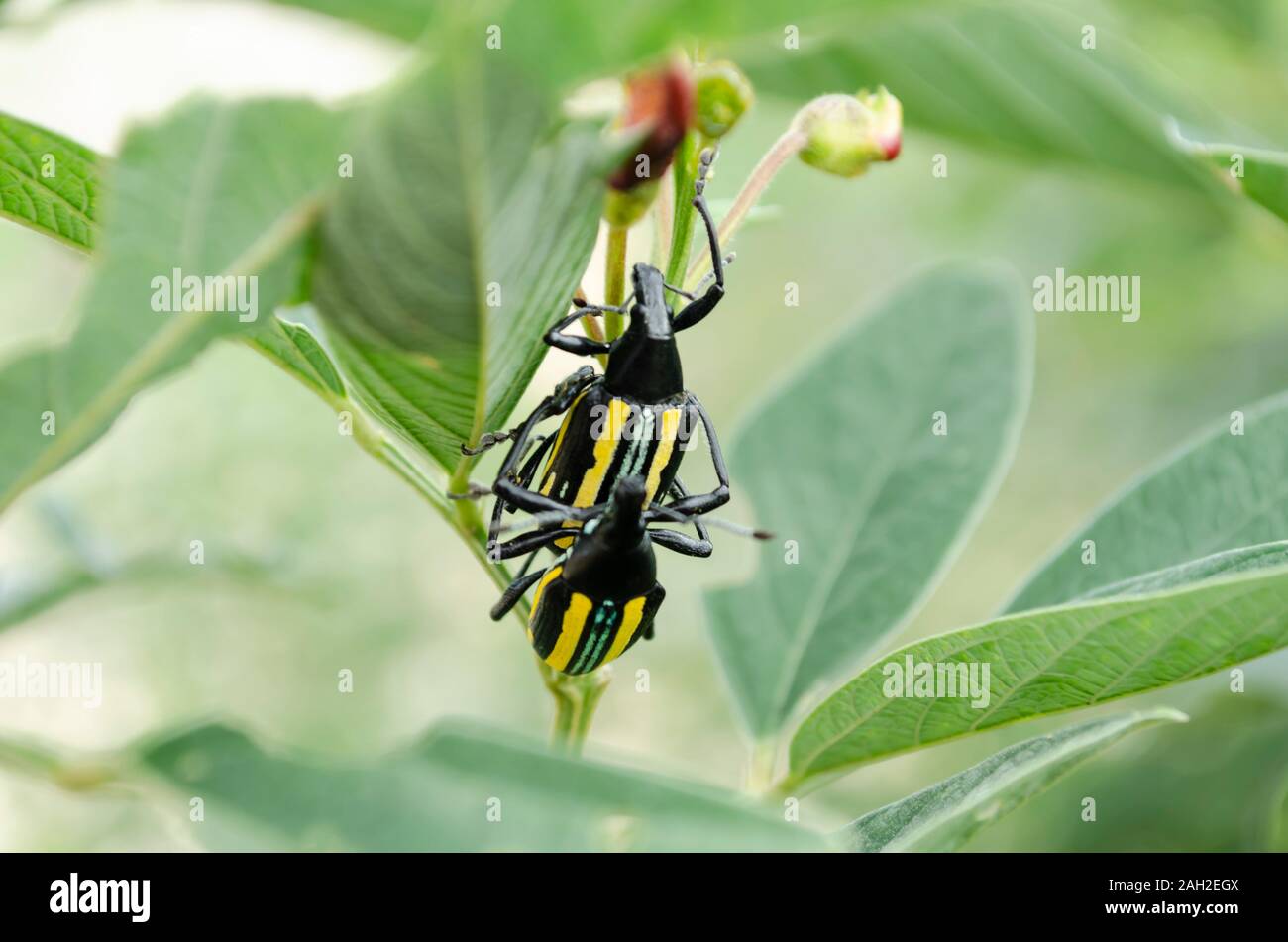 Jamaican Citrus Weevils Couple On Leaf Stock Photo - Alamy