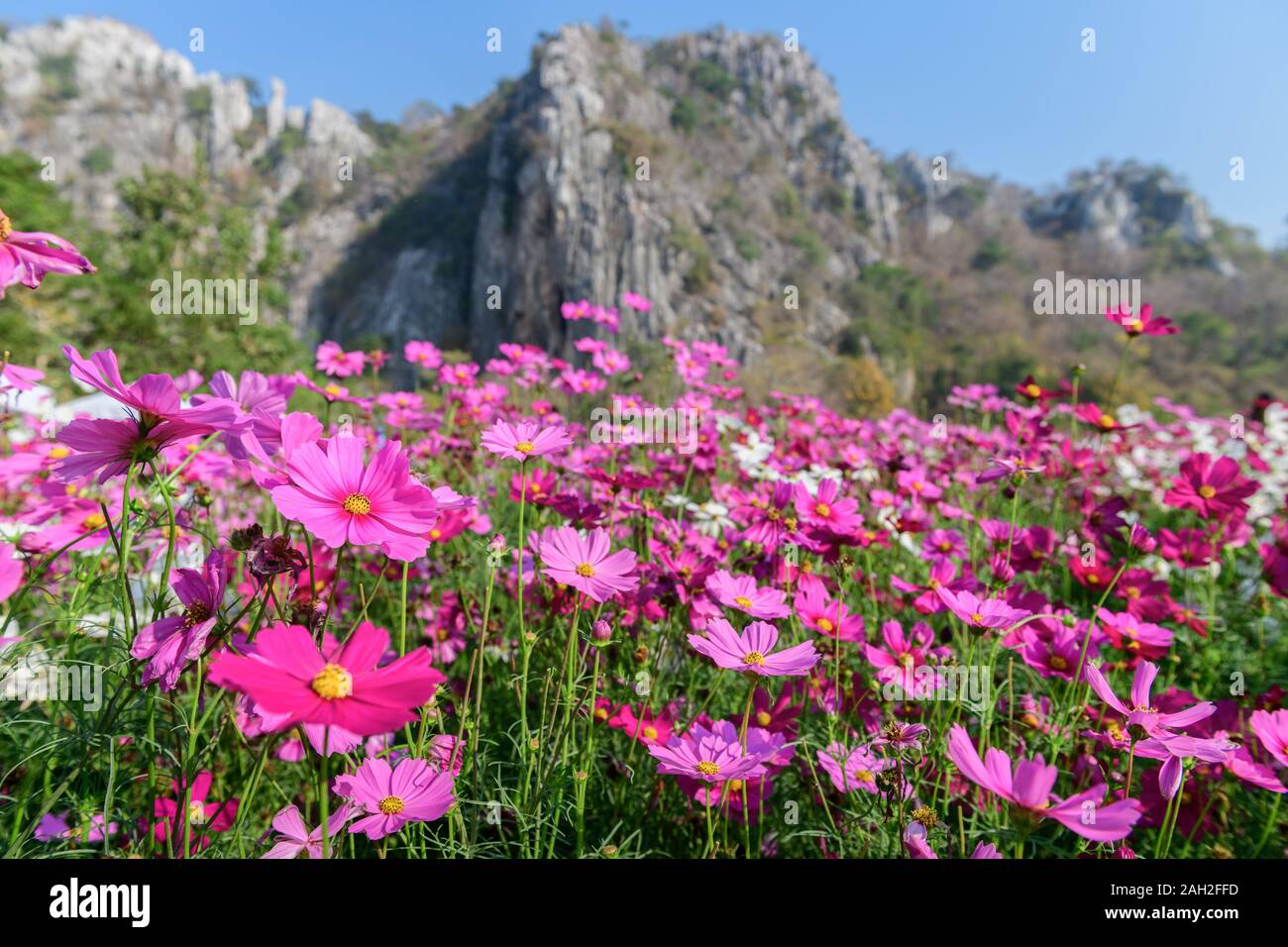 Beautiful pink cosmos field with Limestone mountains and blue sky ...