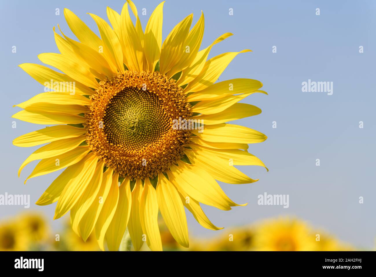 Lop circle hi-res stock photography and images - Alamy