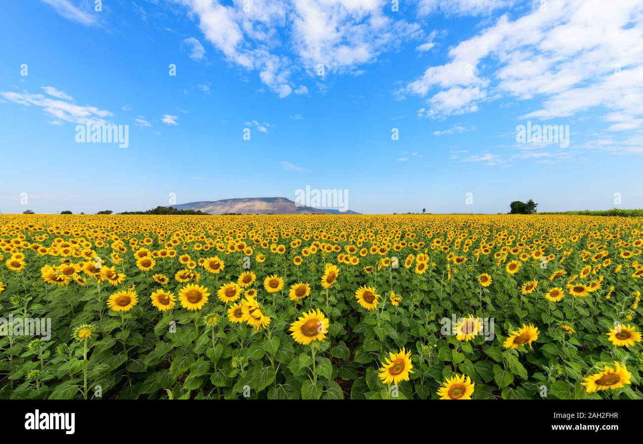 Beautiful sunflower field on summer with blue sky and white cloudy at ...