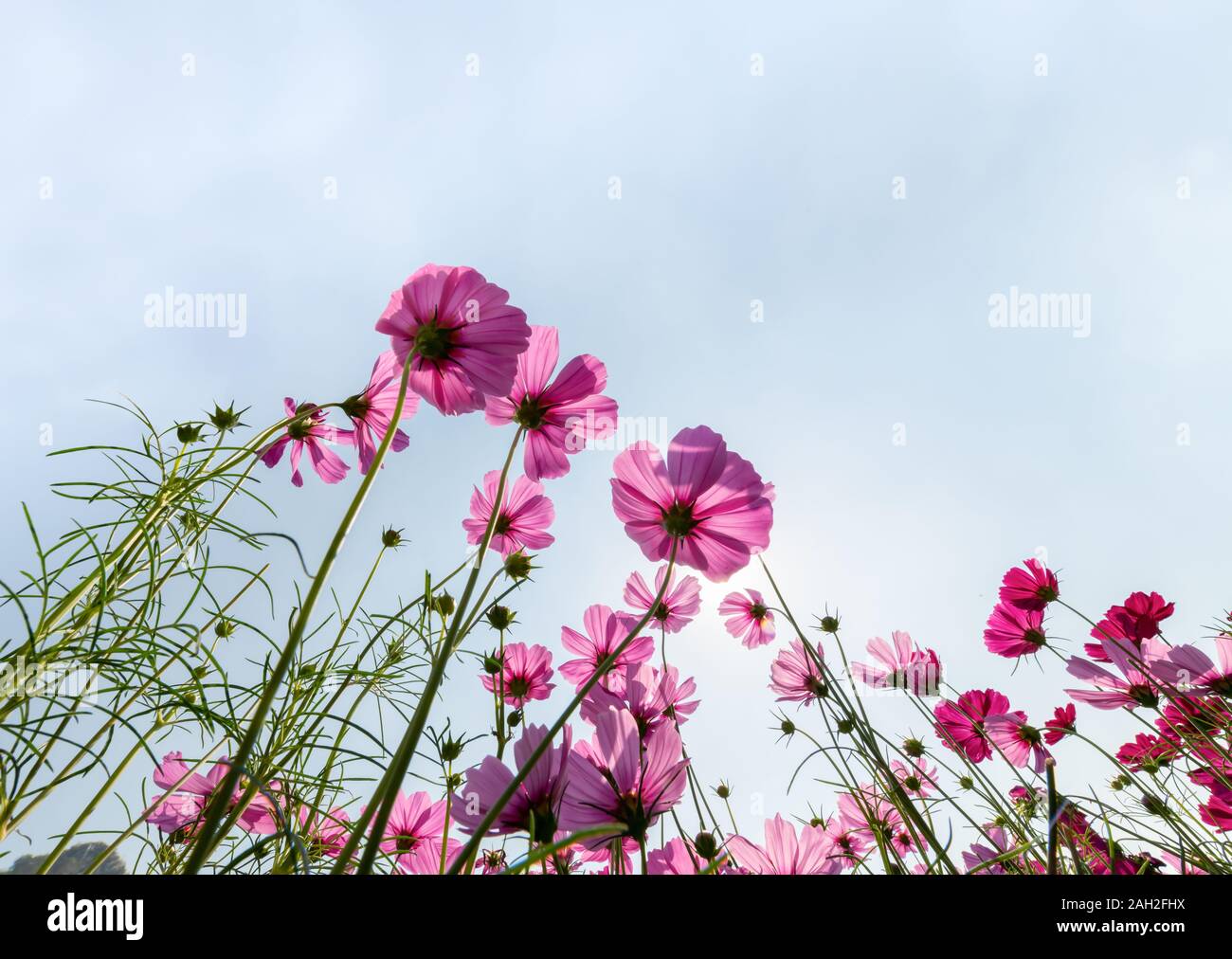 Beautiful pink cosmos with sun light on white sky background, flower ...