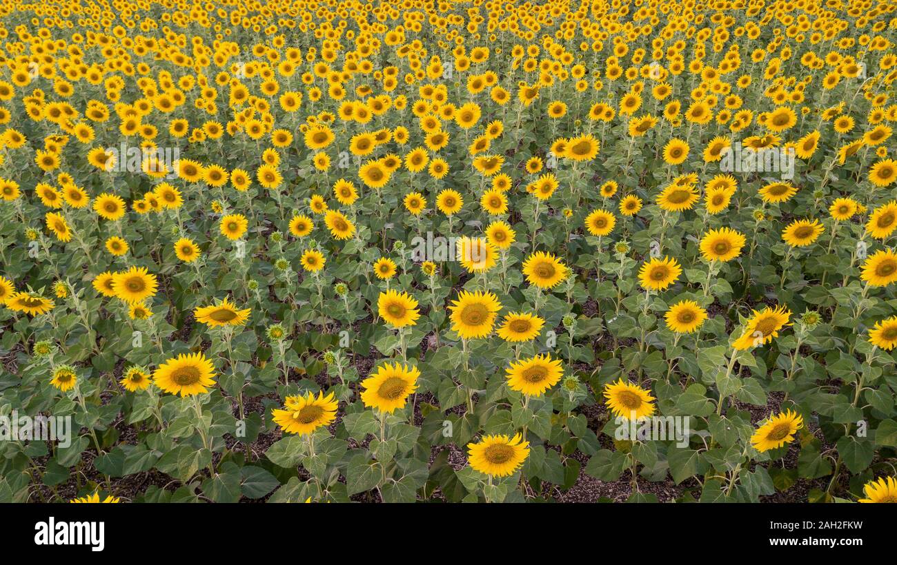 Aerial from drone: Sunflowers Field at lop buri. Thailand, Farming and ...