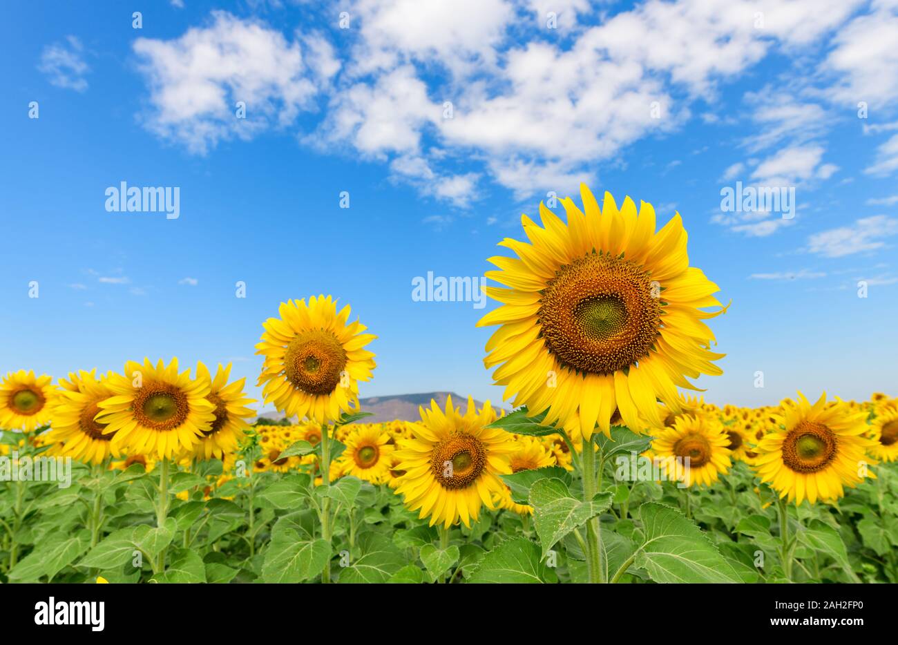 Beautiful sunflower field on summer with blue sky and white cloudy at ...