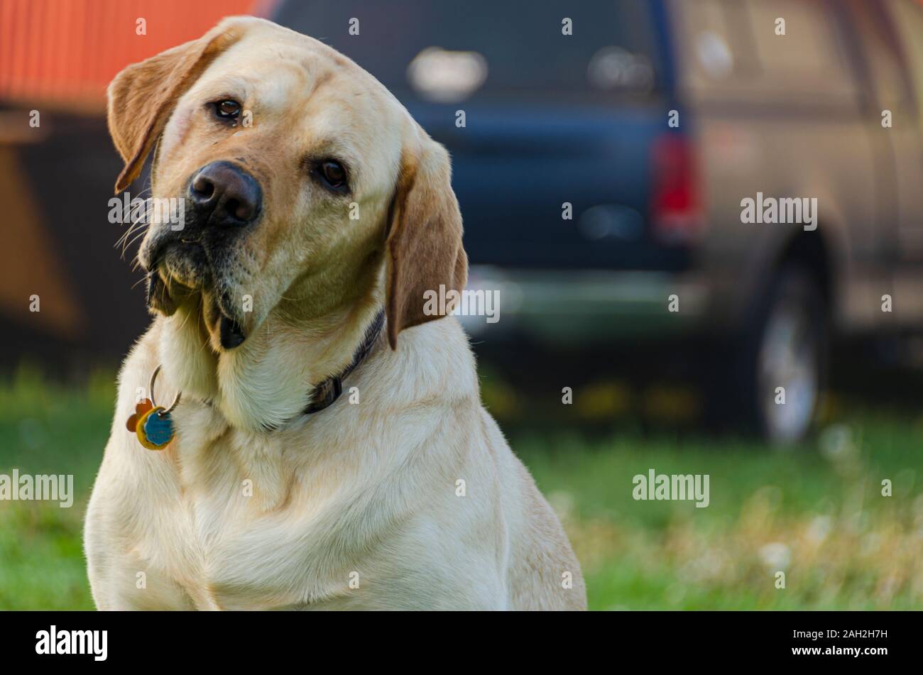 Newfoundland and labrador dog hi-res stock photography and images - Alamy