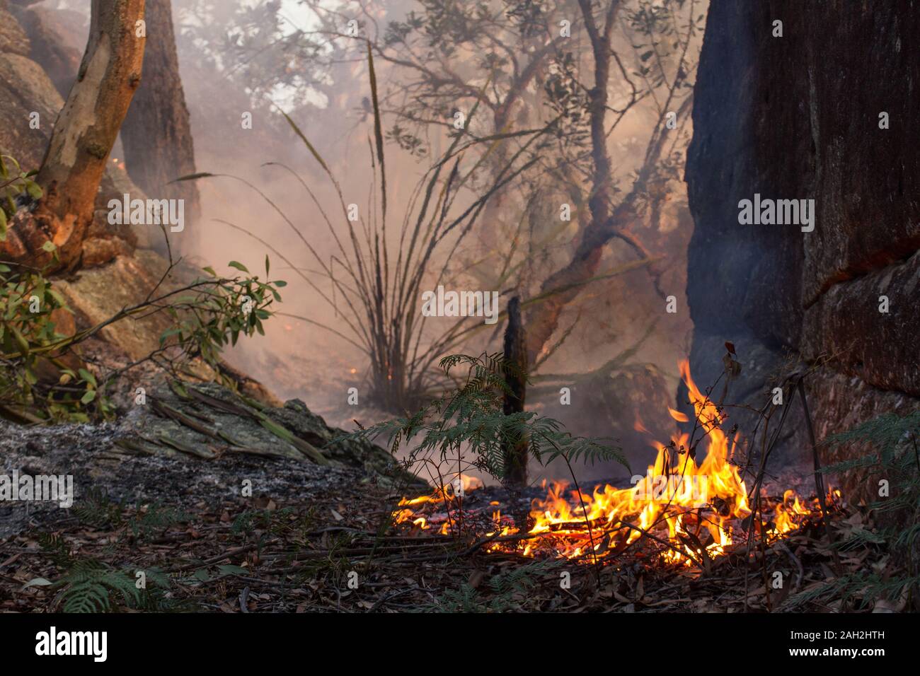 Bushfire burning in the Sydney area Stock Photo - Alamy