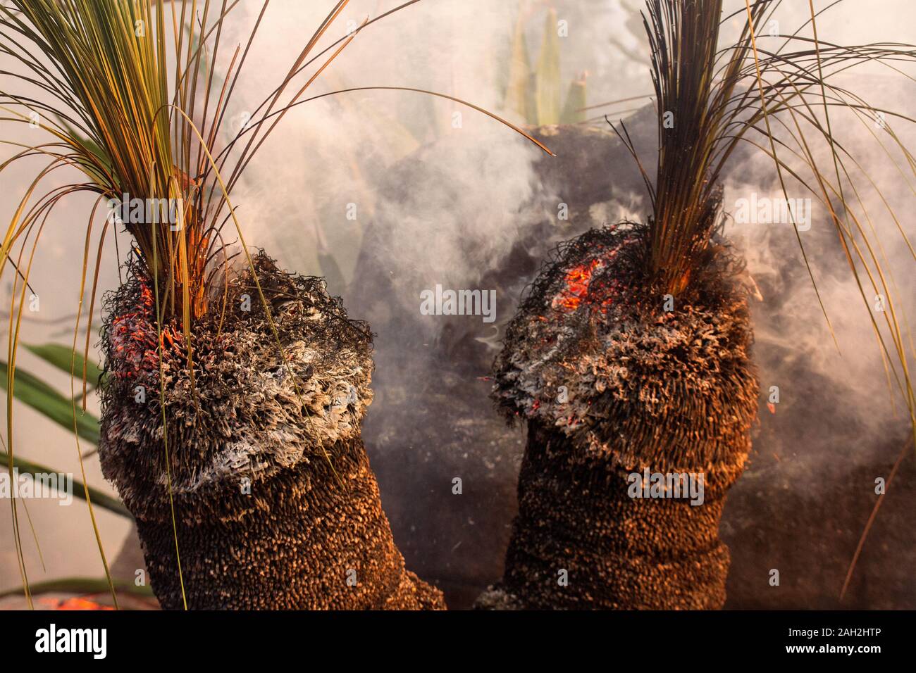 Grass Trees burning during a bushfire in the Sydney area Stock Photo ...