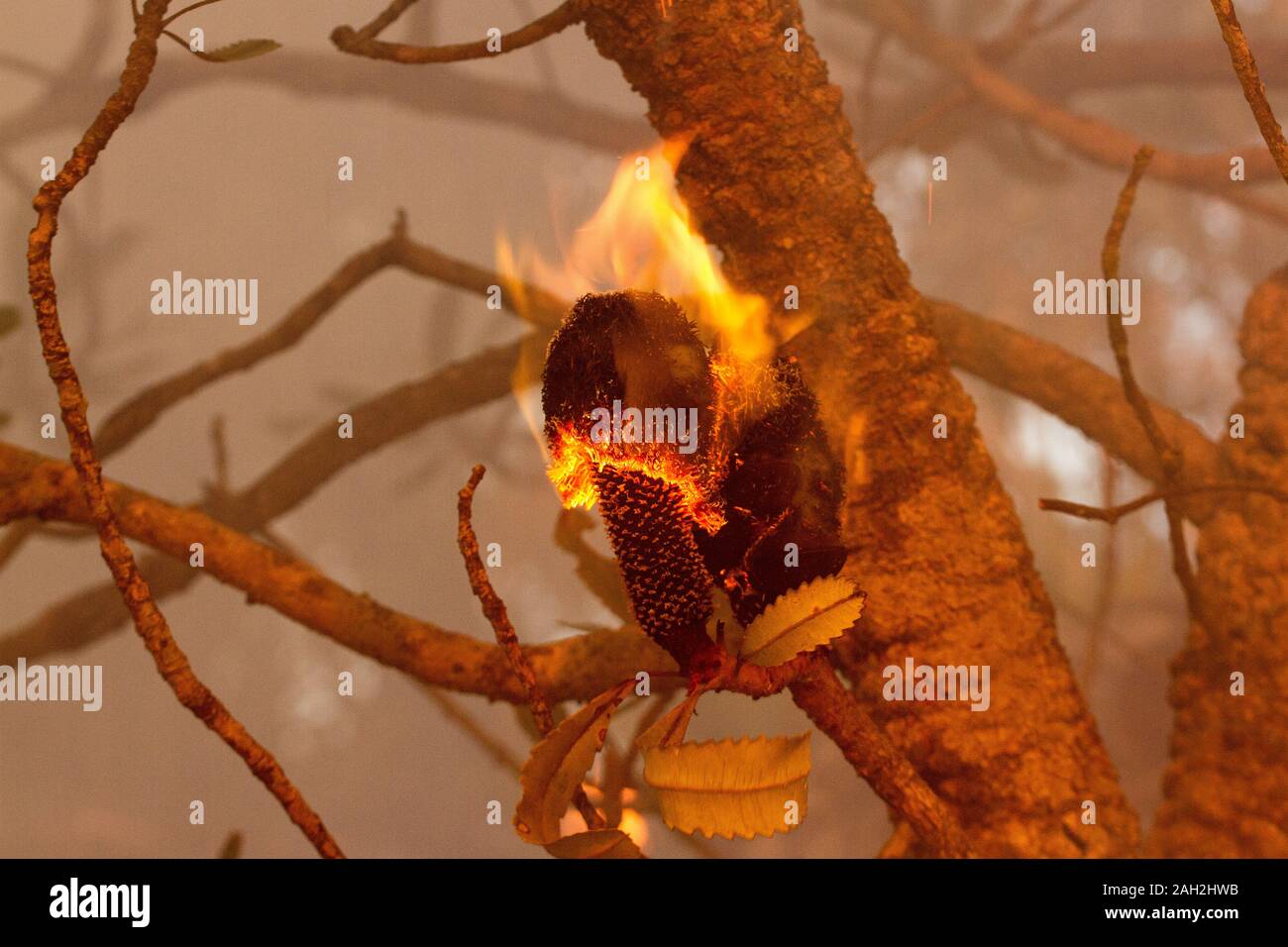 Banksia tree burning during a bushfire n the Sydney region Stock Photo ...