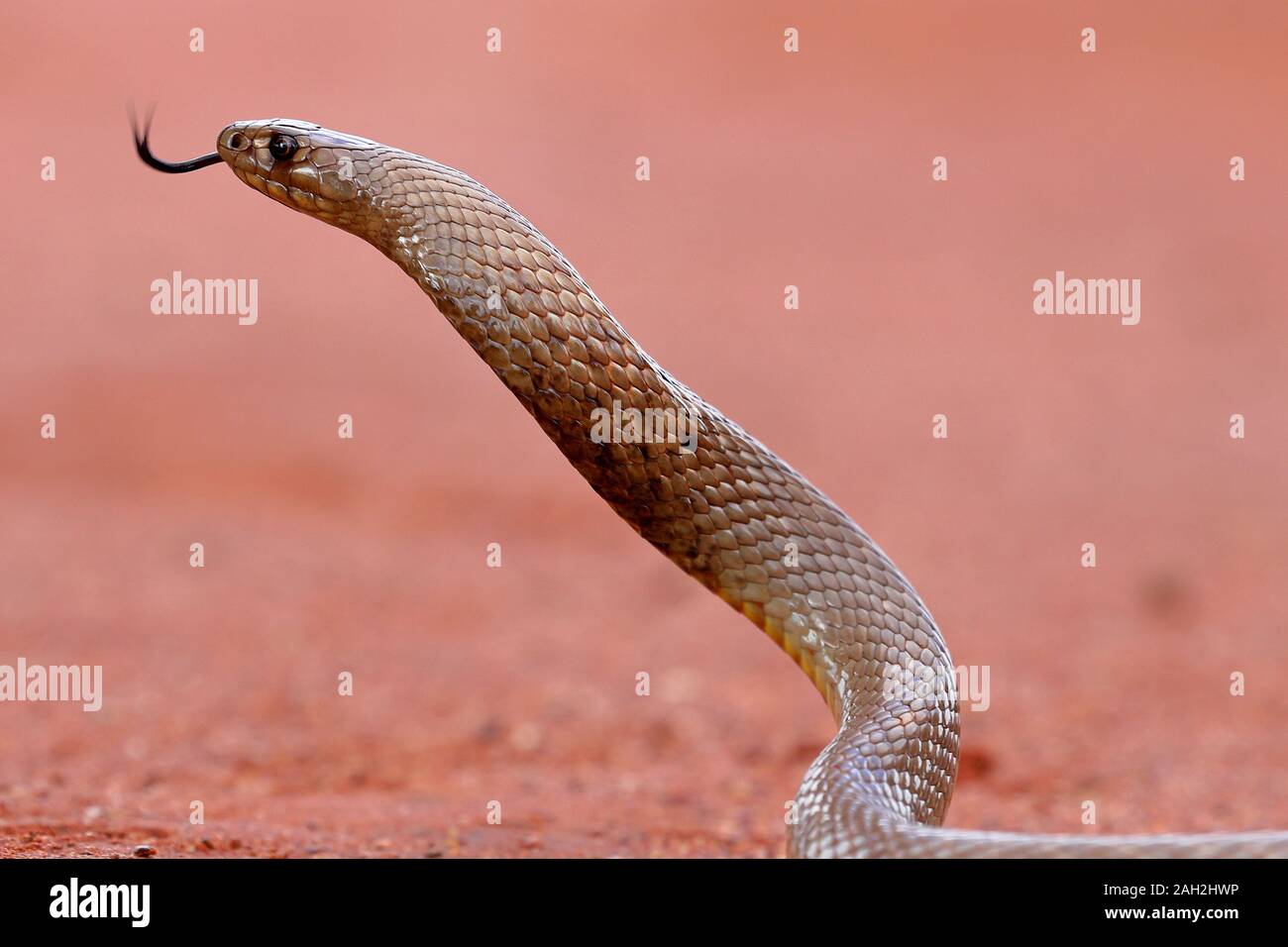 Dangerously snake hi-res stock photography and images - Alamy