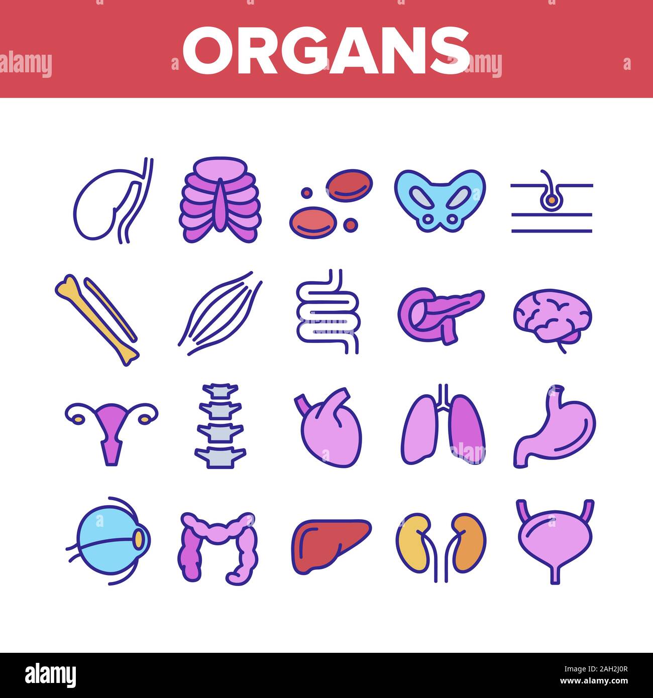 Organs Anatomical Collection Icons Set Vector Stock Vector Image & Art ...
