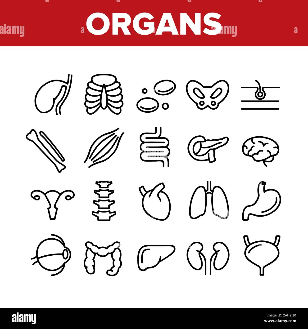 Organs Anatomical Collection Icons Set Vector Stock Vector Image & Art ...