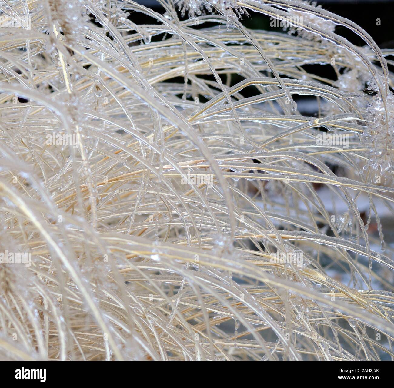 Ornamental grass garden winter hi-res stock photography and images - Alamy