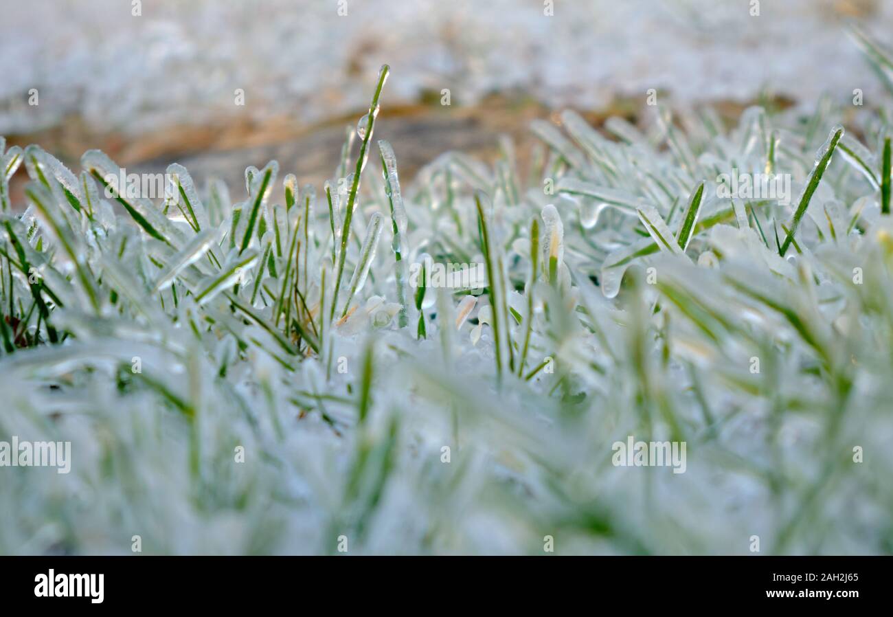 Frozen grass on a lawn after an ice storm Stock Photo - Alamy